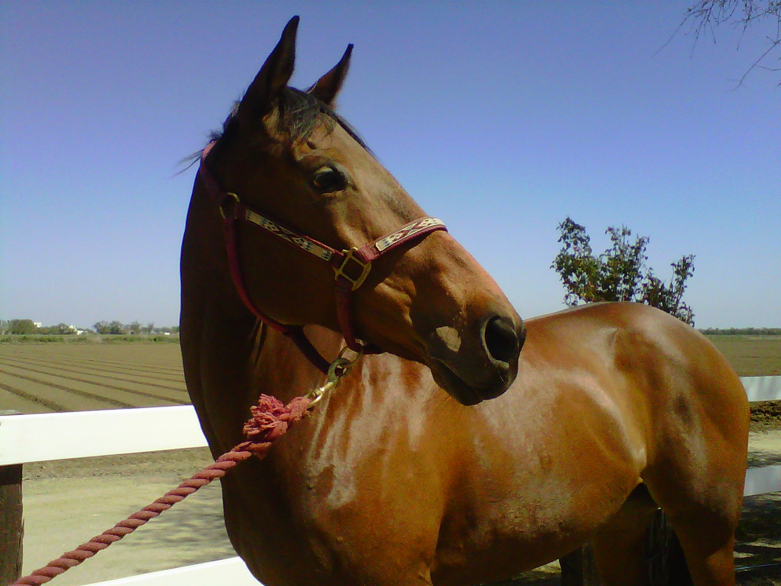 Prestige Equestrians Presents Injian Silk aka Ella-17.1 hand ...